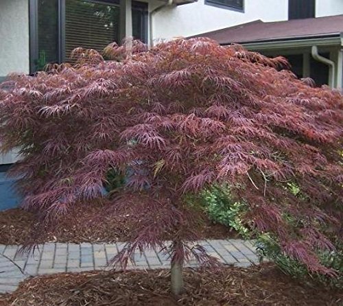 Inaba Shidare Weeping Laceleaf Japanese Maple - Live Plant - Trade ...